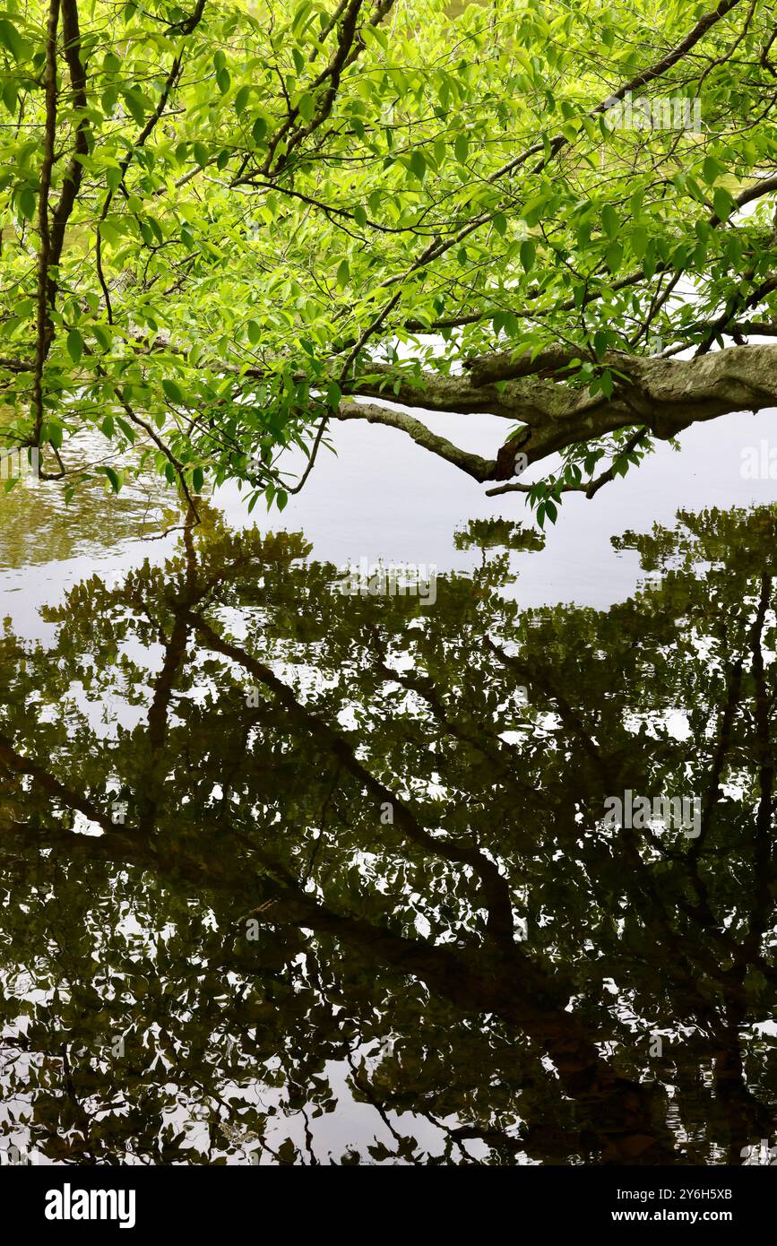 Reflection on water photos hi-res stock photography and images - Alamy
