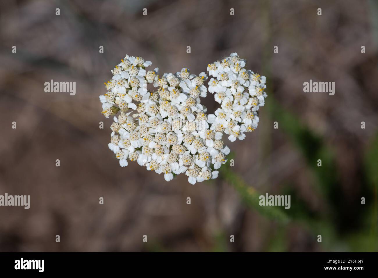 Flower head of common yarrow (Achillea millefolium Stock Photo - Alamy