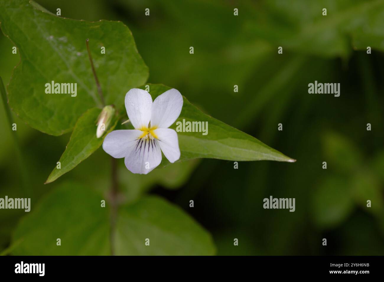 Canada violet (Viola canadensis) blooms Stock Photo - Alamy