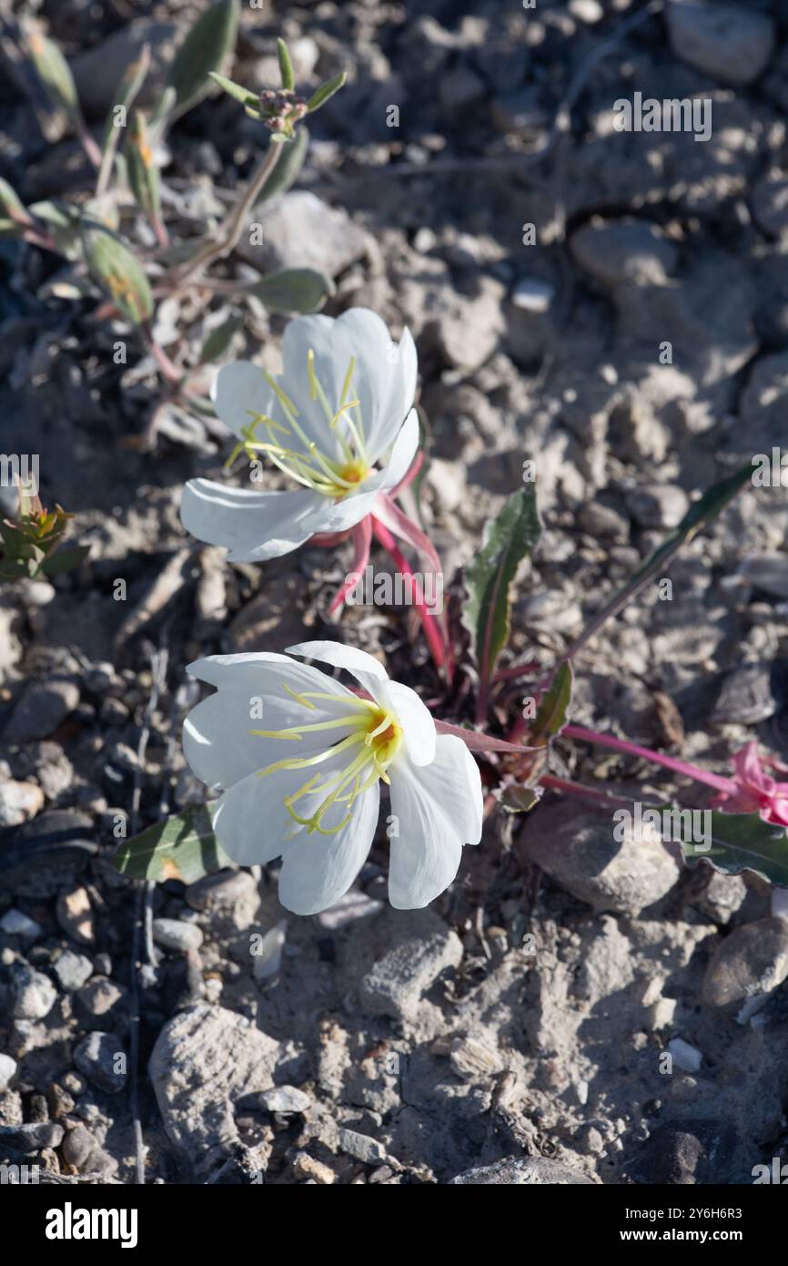 O caespitosa hi-res stock photography and images - Alamy