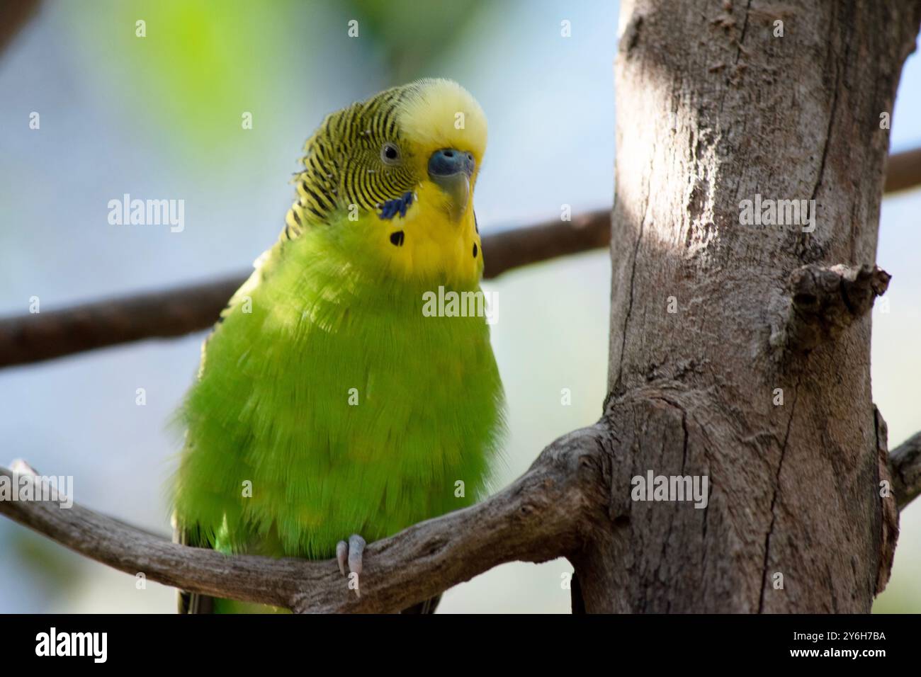Parakeets are pale green with black bars on their backs, heads, and ...