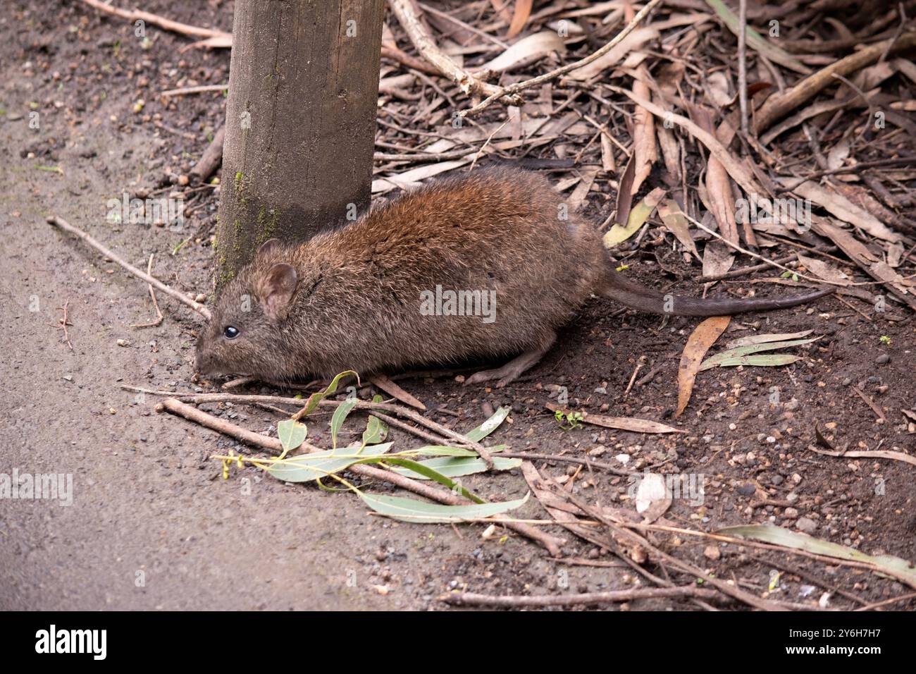 Long-nosed Potoroos have a long nose that tapers with a small patch of ...