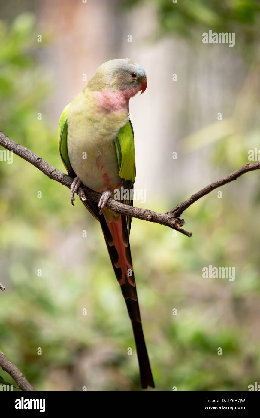 the princess Alexandra parrot has a pink neck and a light blue head and ...