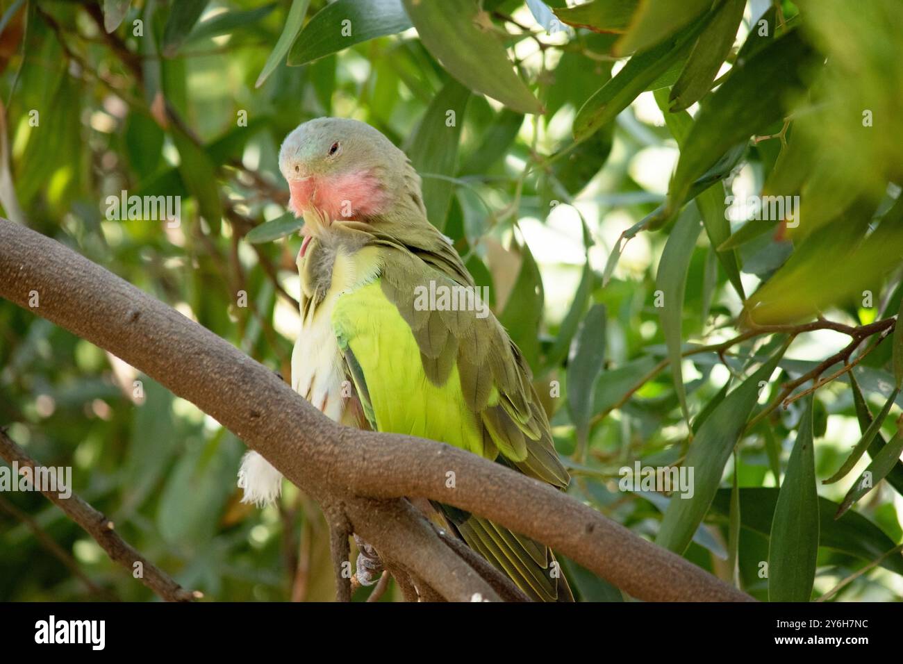 the princess Alexandra parrot has a pink neck and a light blue head and ...