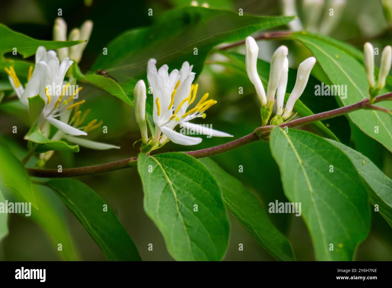 Bush honeysuckle hi-res stock photography and images - Alamy