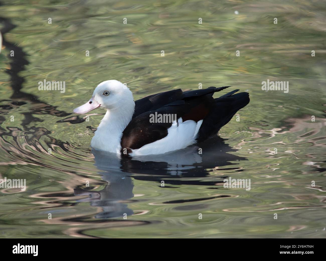 The Radjah Shelduck is white with a chestnut band across its chest. Its ...