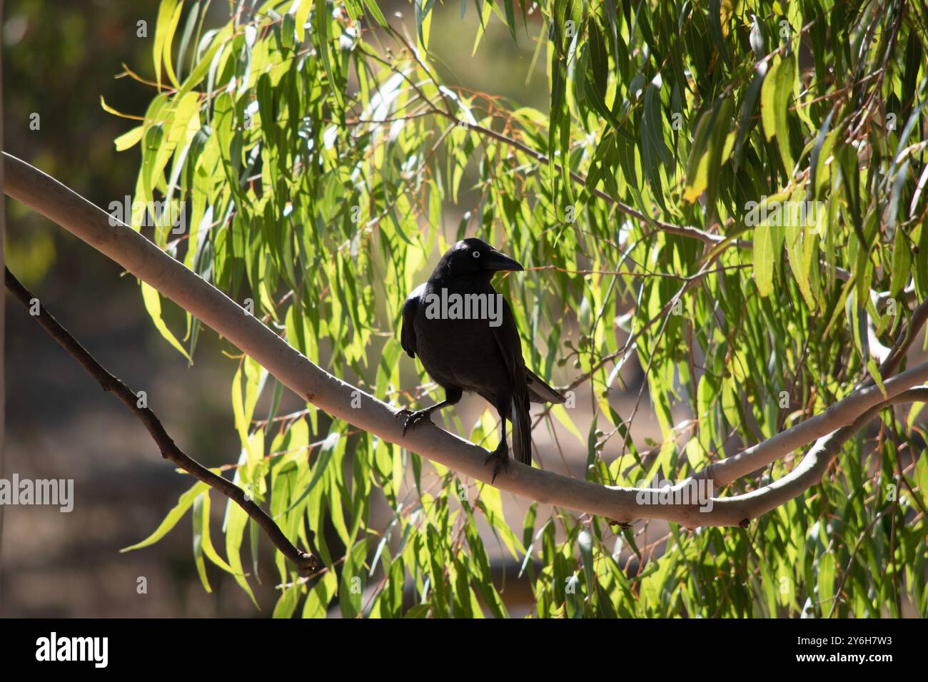 The Australian raven is an all black-bird with a black beak, mouth and ...