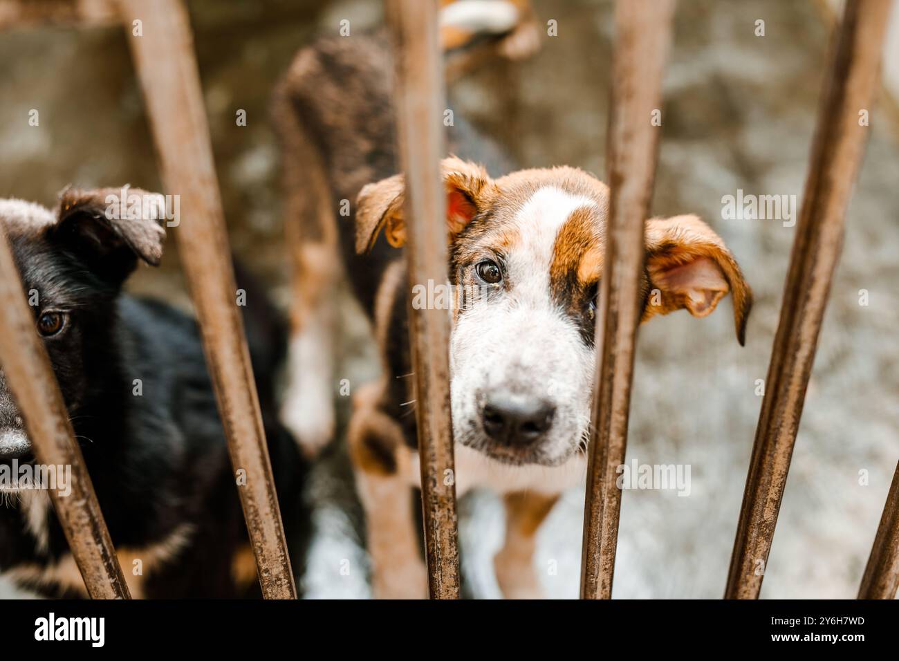 A sorrowful stray dog sits in a grimy cage in the shelter, looking ...