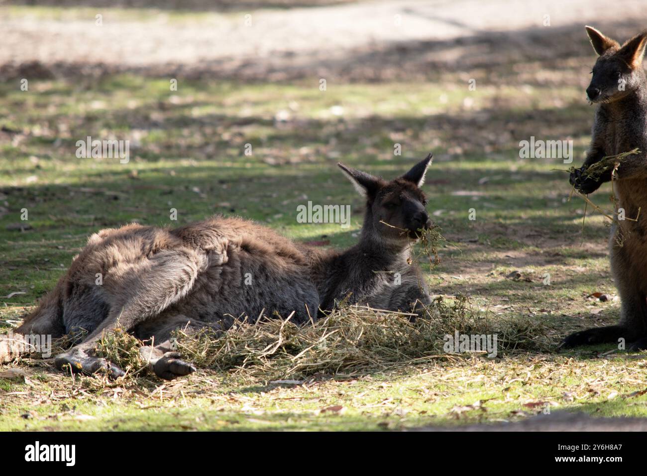 the swamp wallaby and the Kangaroo Island kangaroo are eating together ...