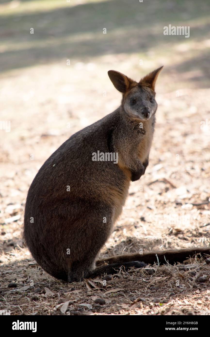 The swamp wallaby has dark brown fur, often with lighter rusty patches ...