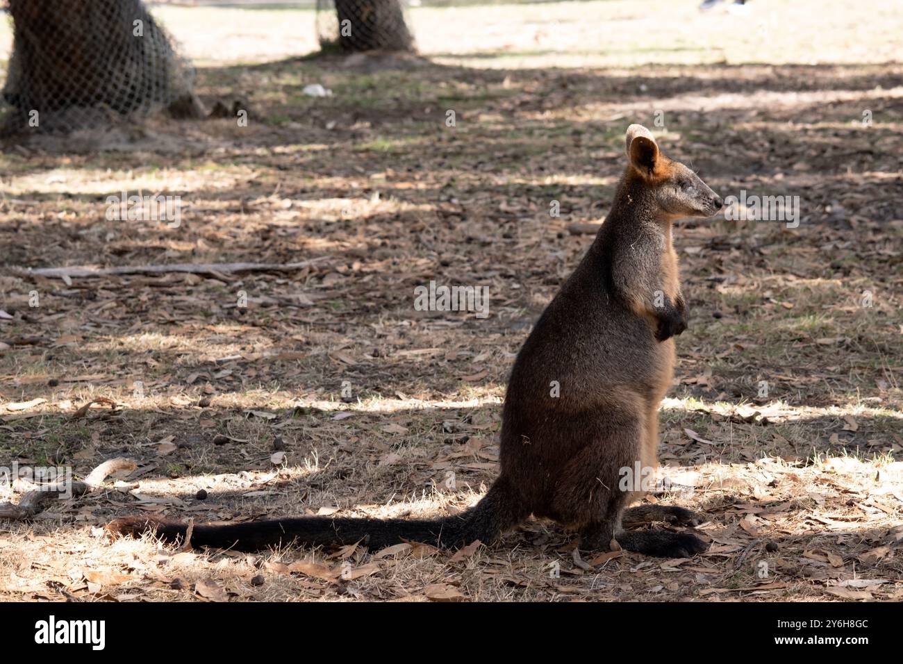 The swamp wallaby has dark brown fur, often with lighter rusty patches ...