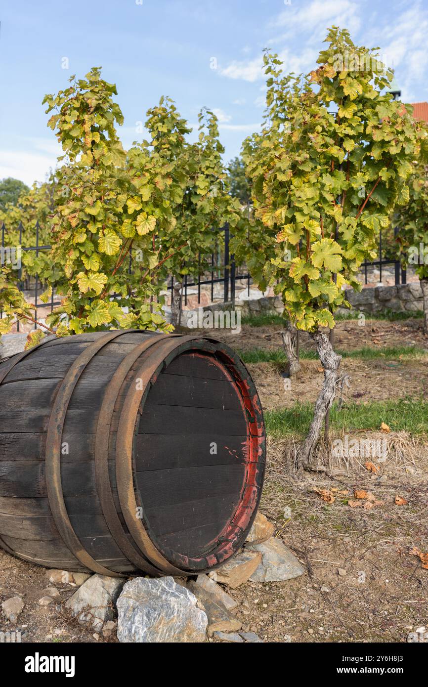 Wooden Barrel in Vineyard with Scenic Green Grape Vines Under Blue Sky ...