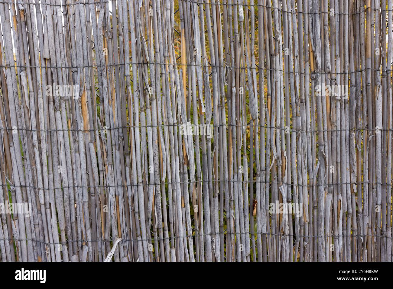 Natural Bamboo Fence Texture with Twine Ties for Rustic Outdoor Decor ...