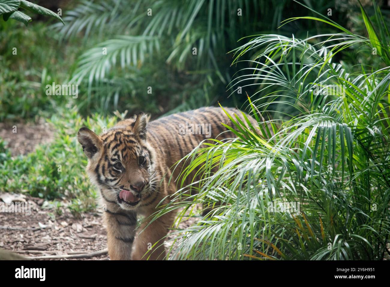 At four months of age tiger cubs are about the size of a medium-sized ...