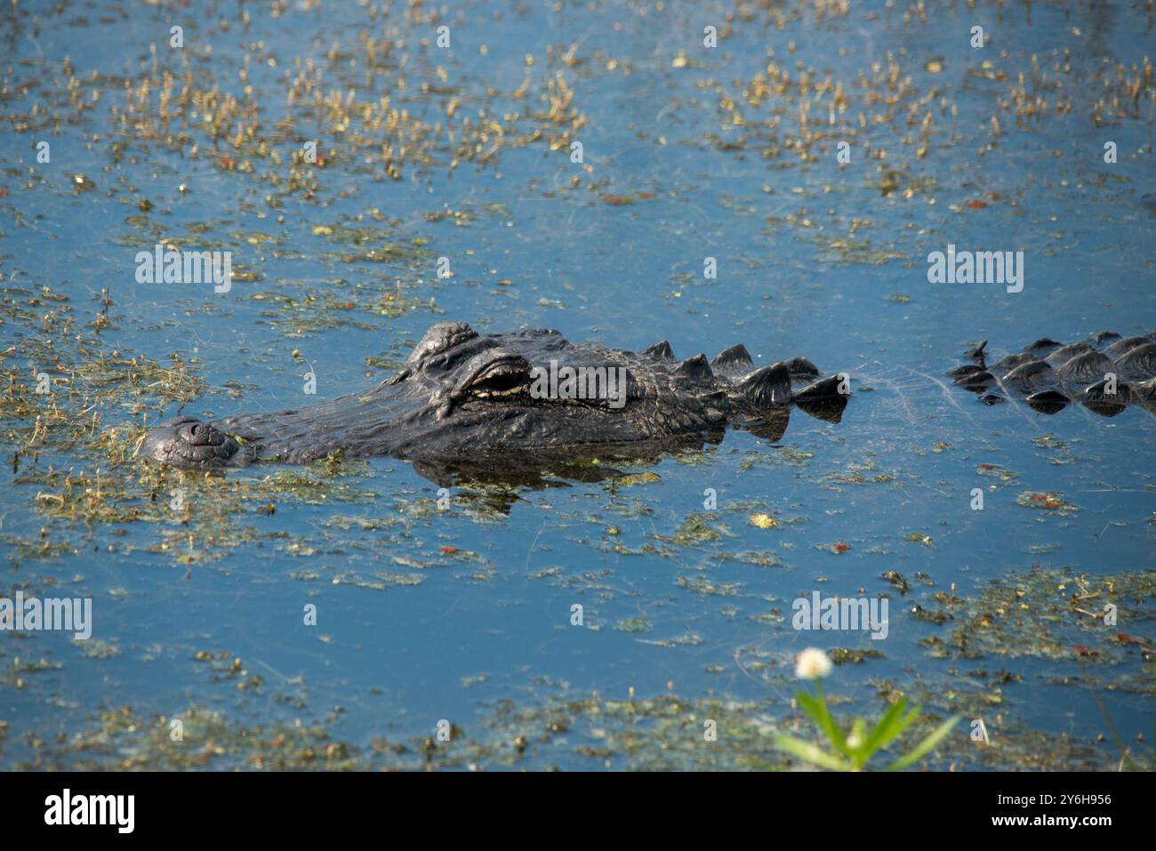 Alligator in the water Stock Photo - Alamy