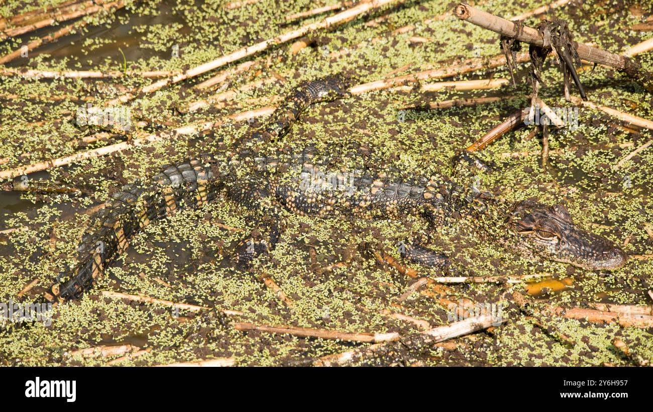Alligator in the water Stock Photo - Alamy