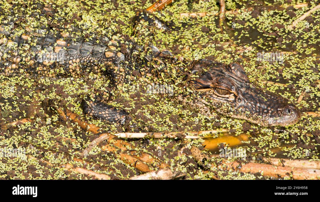Alligator in the water Stock Photo - Alamy