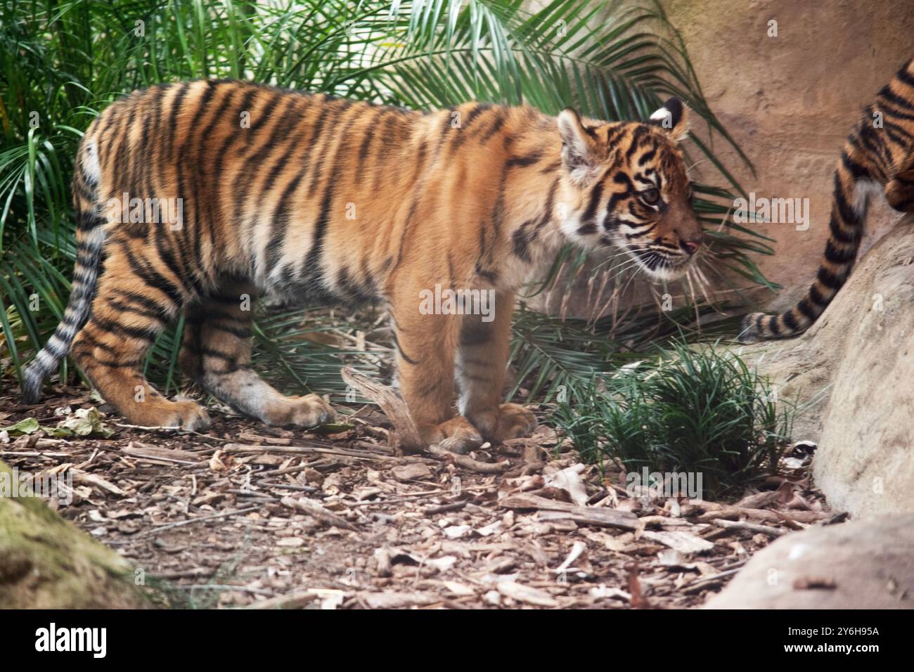At four months of age tiger cubs are about the size of a medium-sized ...