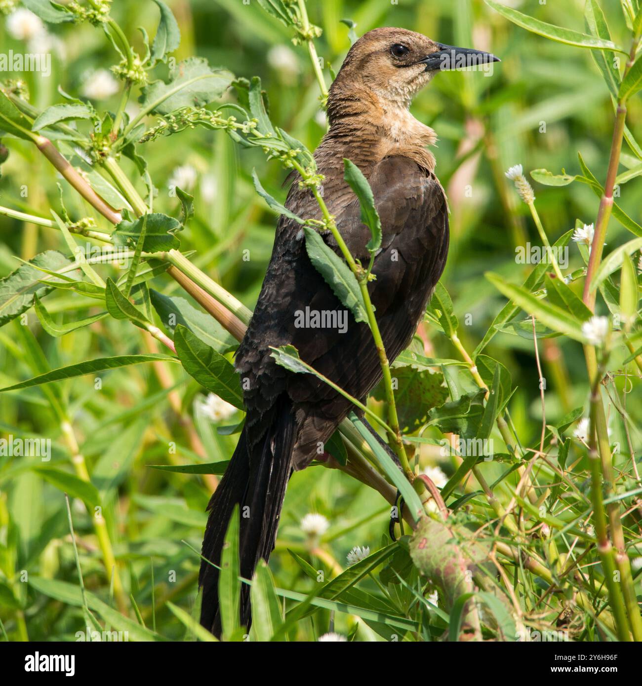 Female Boat-tailed Grackle Stock Photo - Alamy