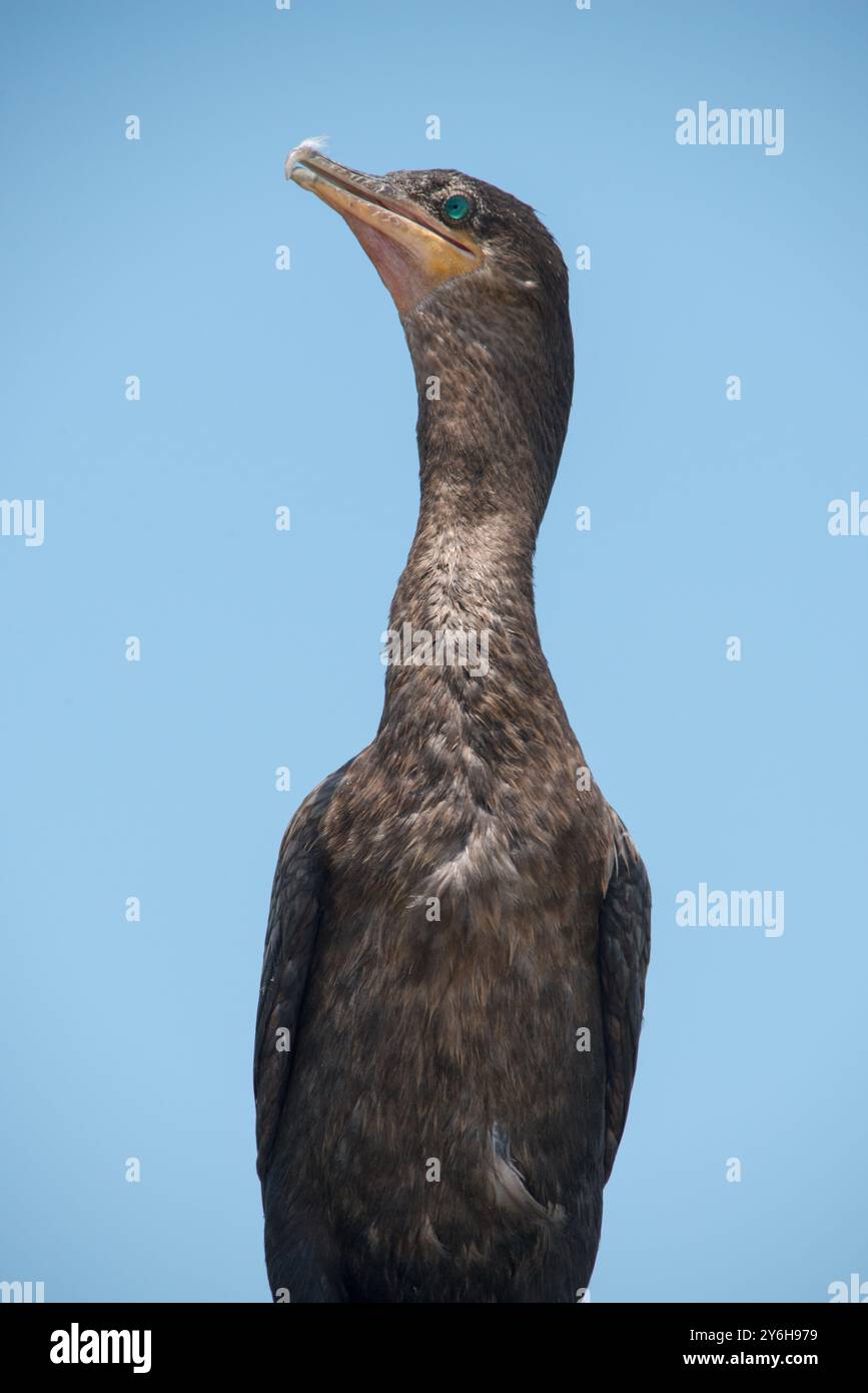 Beautiful cormorant standing lake hi-res stock photography and images ...