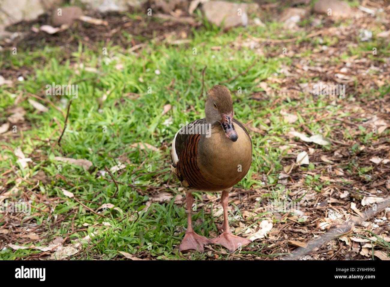 The plumed whistling duck's face and fore-neck are light, the crown and ...