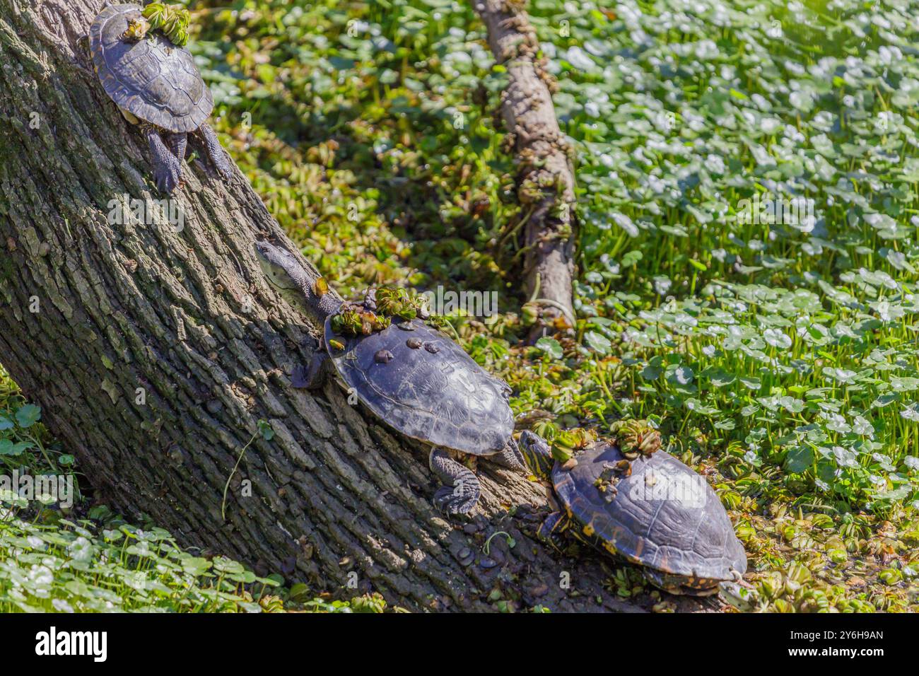 Black lagoon creature hi-res stock photography and images - Alamy