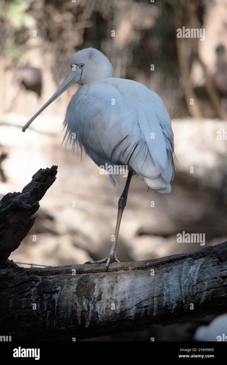 The yellow spoonbill is a large white sea bird with a cream bill that ...