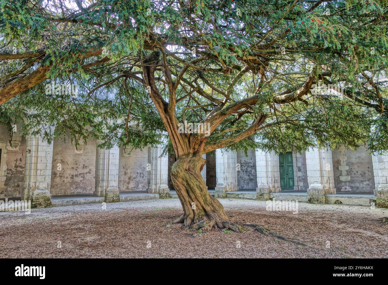 Knarled trees hi-res stock photography and images - Alamy
