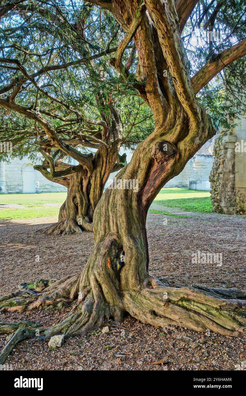 Knarled trees hi-res stock photography and images - Alamy