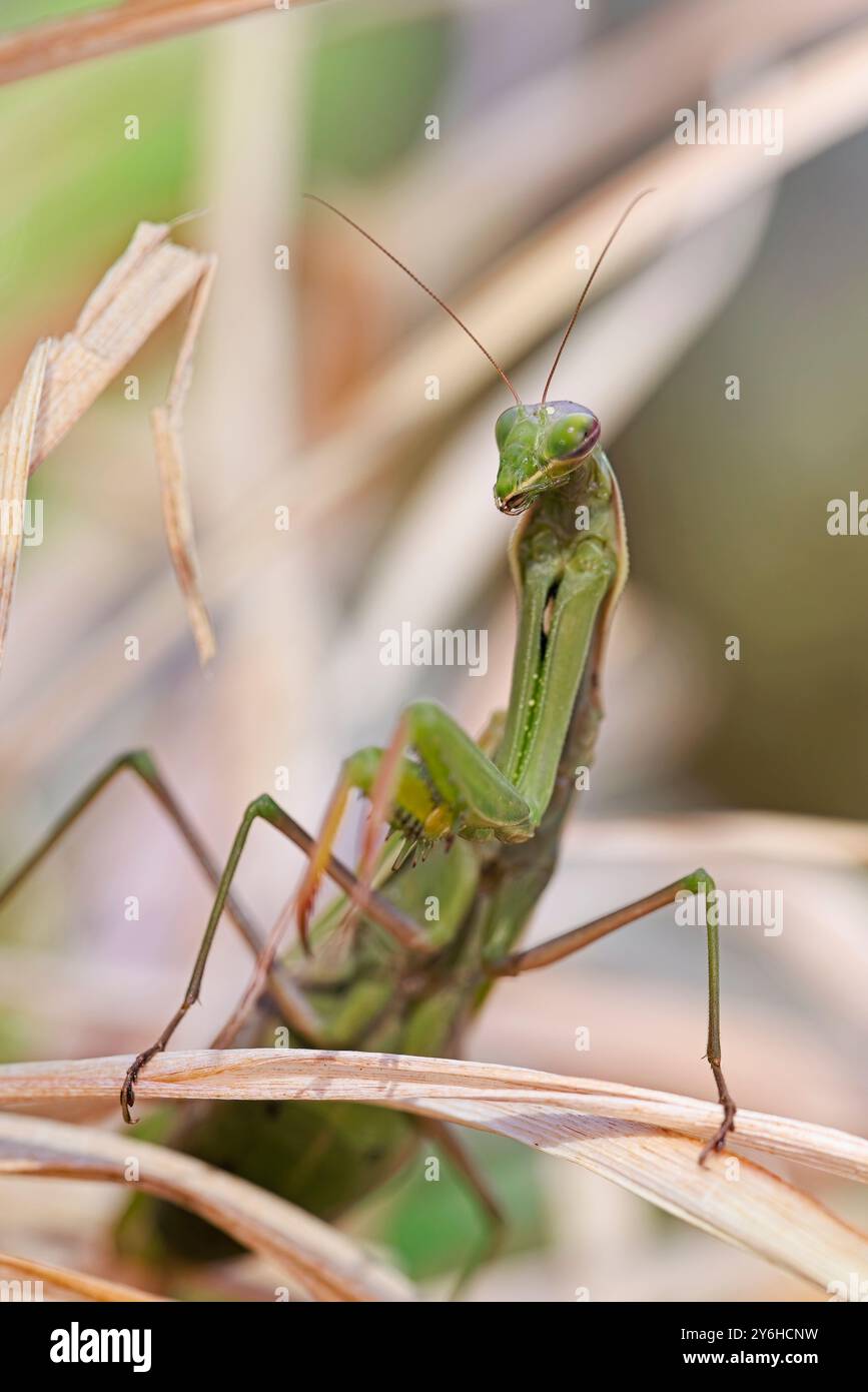A macro photo of a praying mantis crawling around plants in a garden in ...
