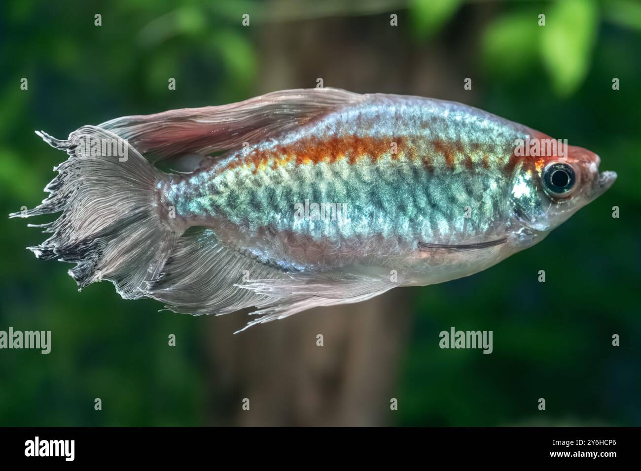 Colorful, iridescent Congo tetra (Phenacogrammus interruptus) at the ...