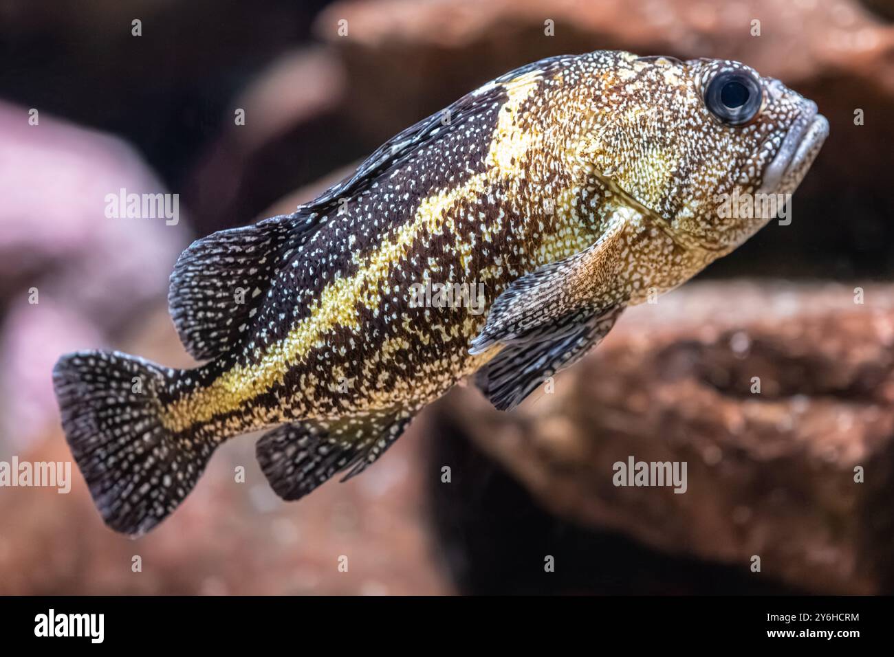 Yellowstripe rockfish hi-res stock photography and images - Alamy