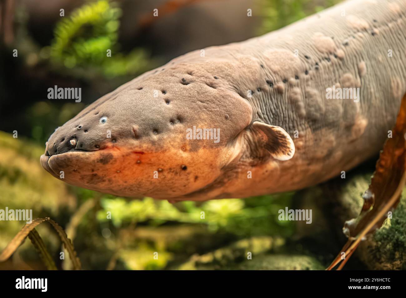 Electrolocation hi-res stock photography and images - Alamy