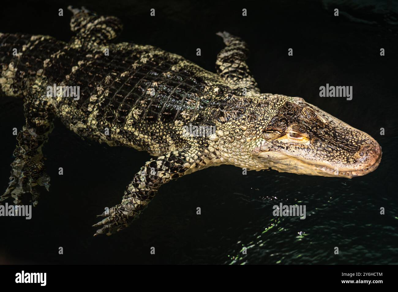 American alligator (Alligator mississippiensis) at the Georgia Aquarium ...