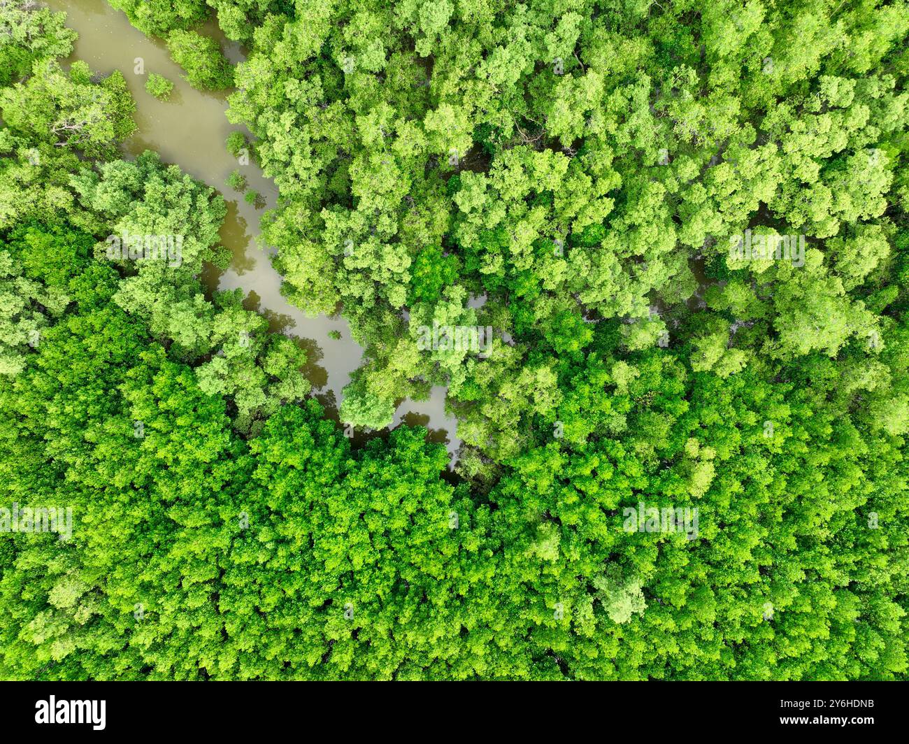 Aerial view green mangrove forest. Natural carbon sinks. Mangroves ...
