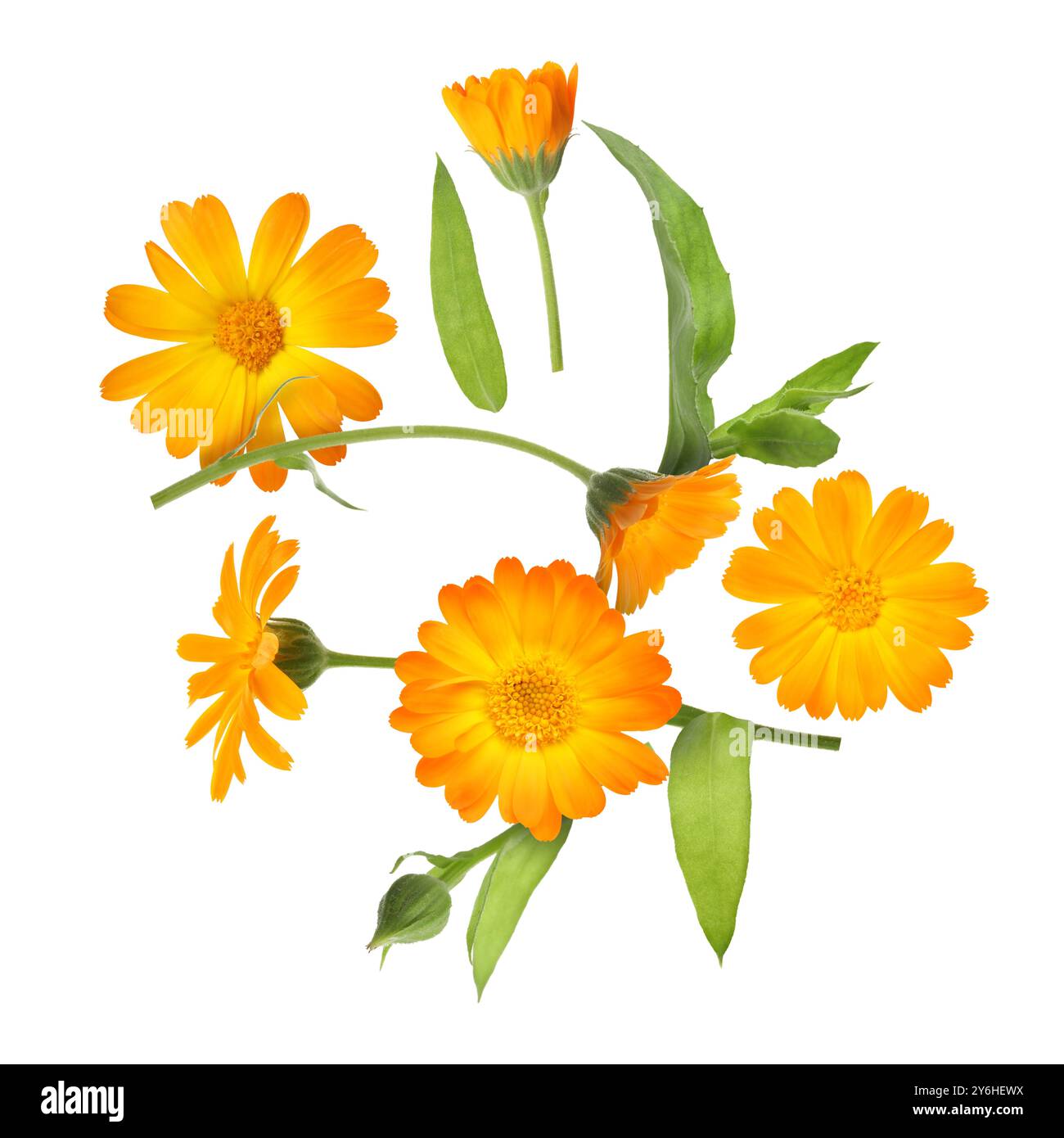 Calendula flowers and leaves in air on white background Stock Photo - Alamy