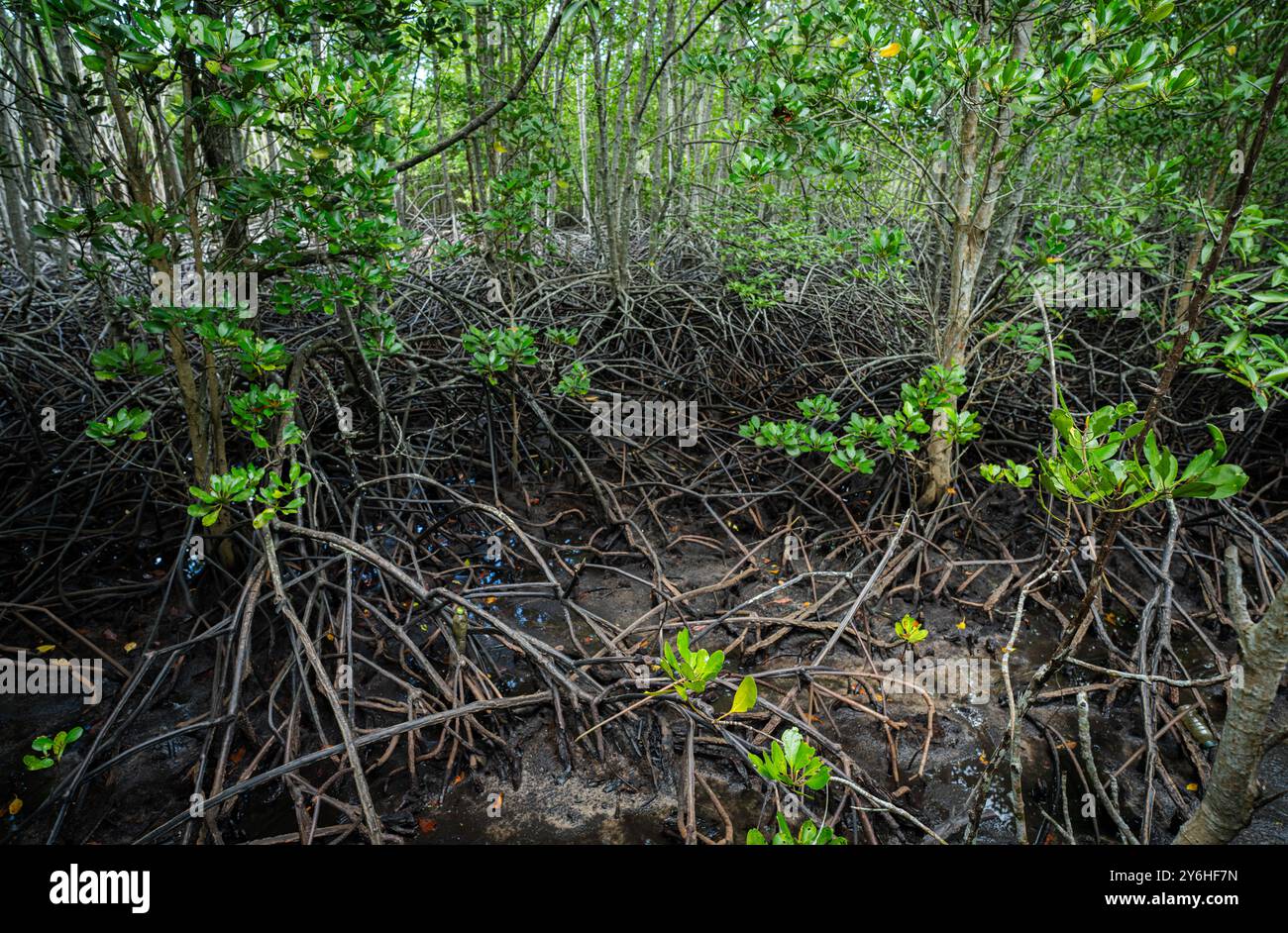 Dense mangrove roots in coastal wetland. Essential ecosystem purifying ...