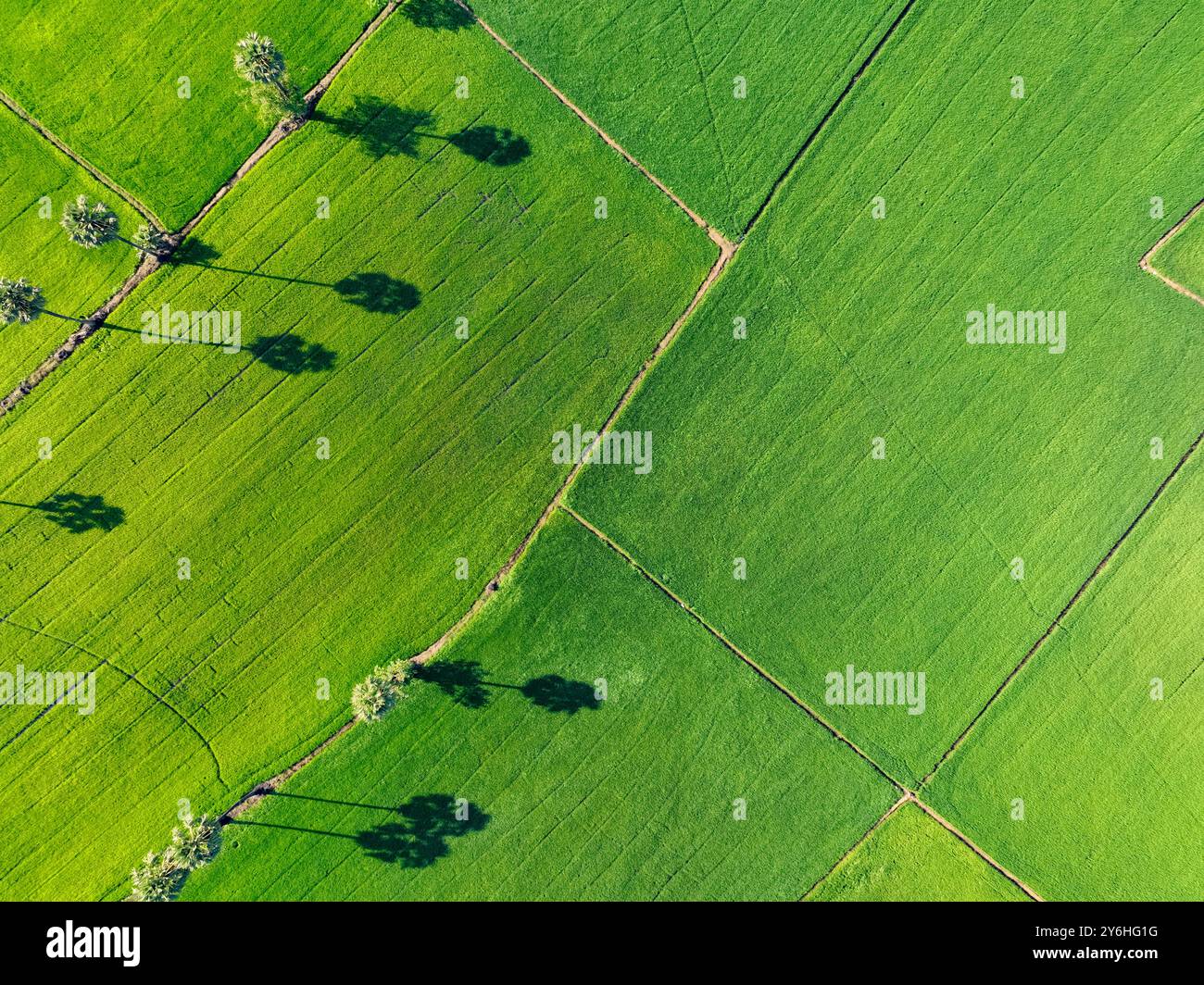 Aerial view of lush green rice field with sugar palm trees. Sustainable ...