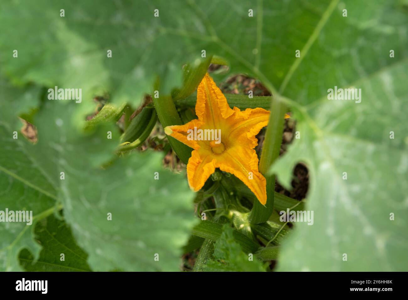 Pumpkin vine flowering Stock Photo - Alamy