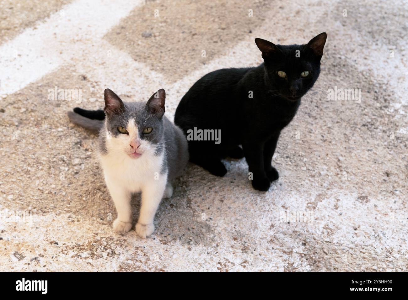 Two beautiful cats sitting side by side Stock Photo - Alamy