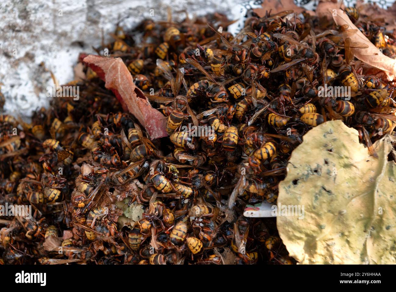 Pile of dead hornets Stock Photo - Alamy