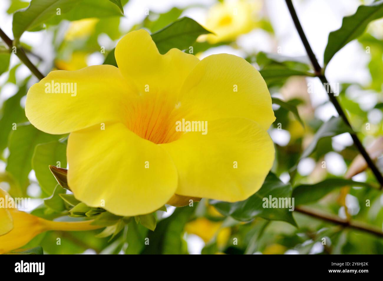 trumpet flower tree in nature Stock Photo - Alamy