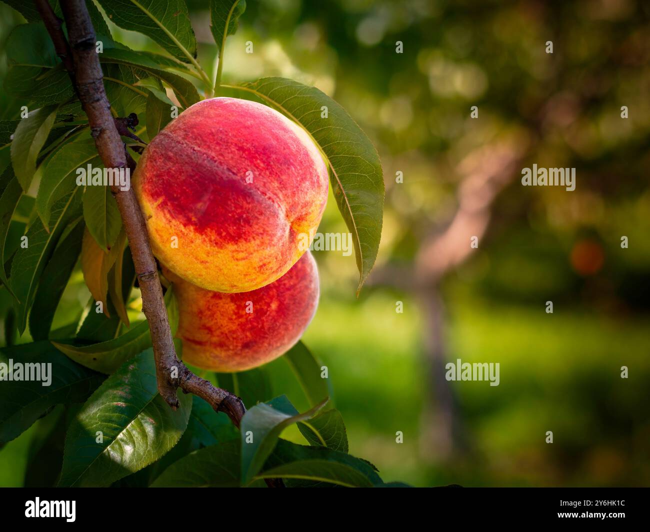 Sweet peach fruits growing on a peach tree branch Stock Photo - Alamy