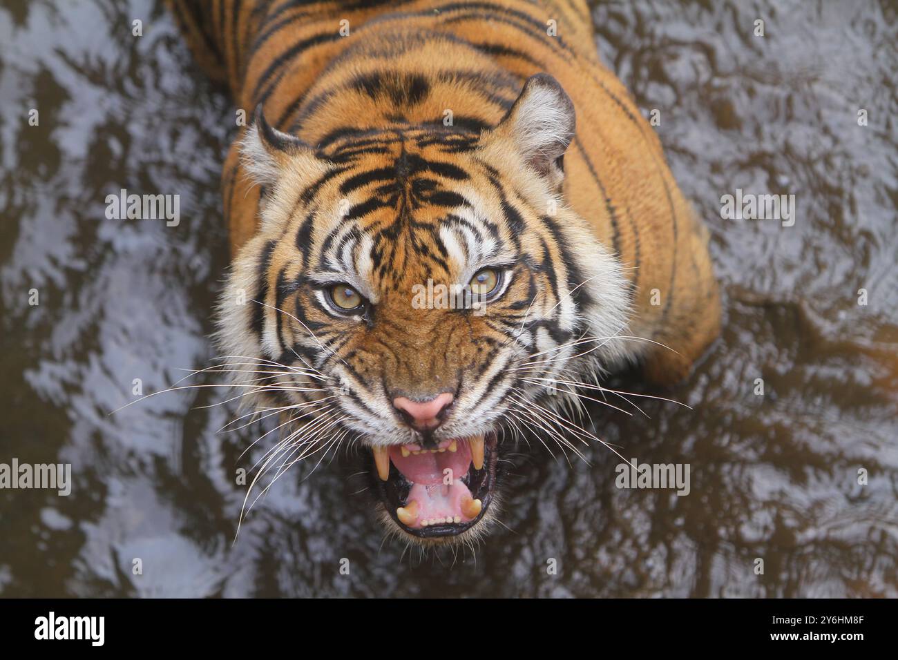 A Sumatran tiger swims in the pond while roaring Stock Photo - Alamy
