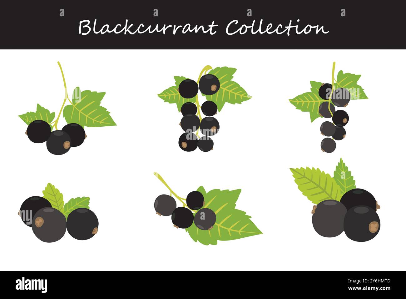 blackcurrant collection in different poses. Vector illustration Stock ...