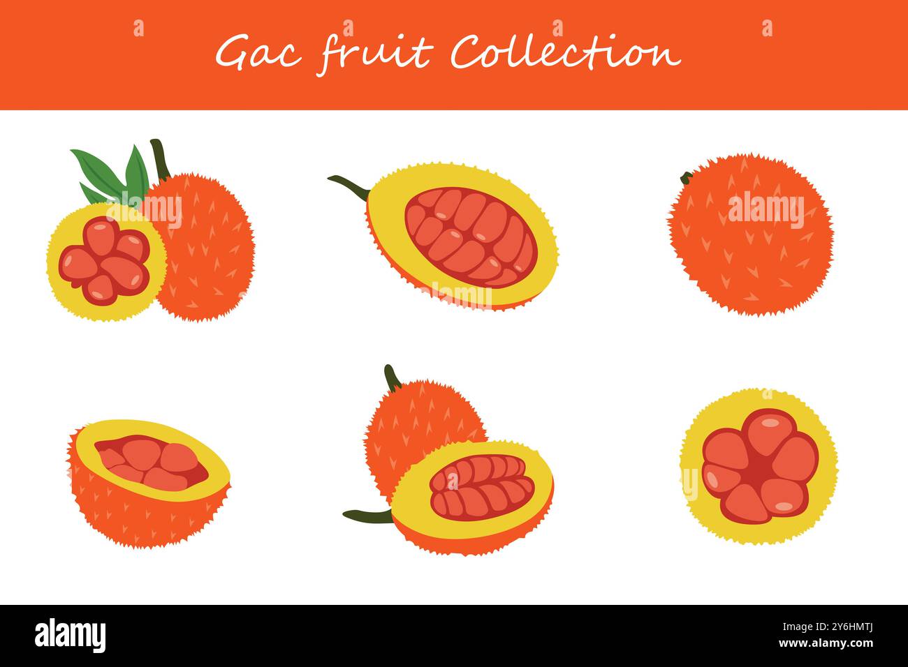 gac fruit collection in different poses. Vector illustration Stock ...