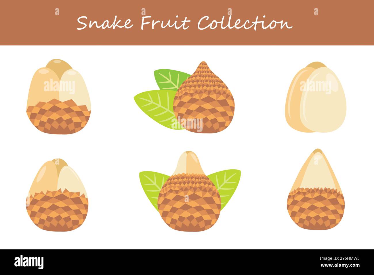 snake fruit collection in different poses. Vector illustration Stock ...