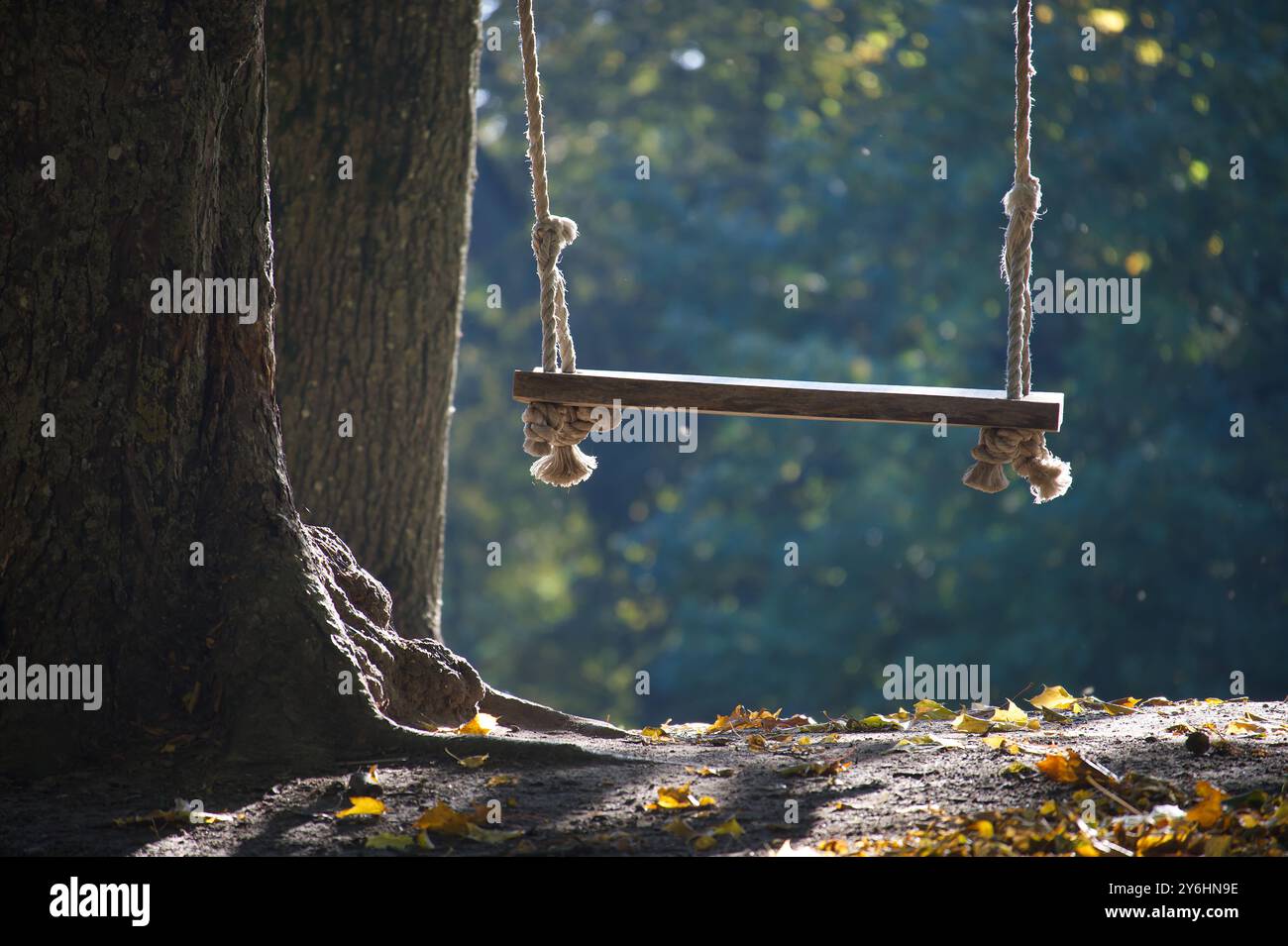 A rustic wooden swing hanging from a tree, surrounded by soft sunlight ...