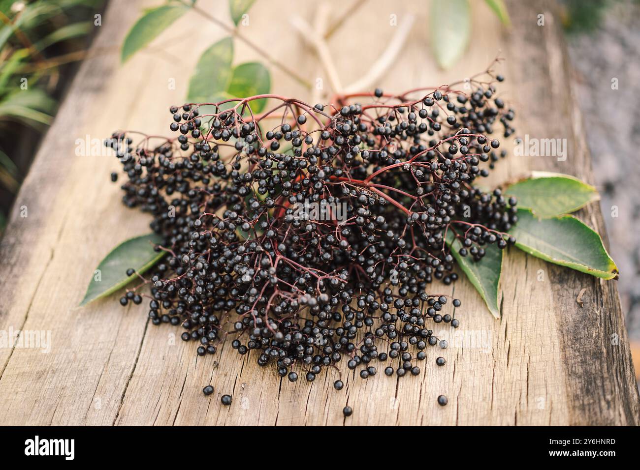 A cluster of ripe elderberries with deep purple-black fruit Stock Photo ...