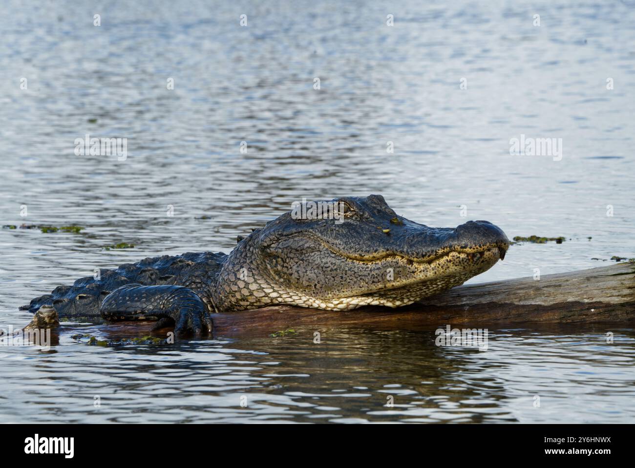 An AlLigator standing above the water on a floating tree in a Louisiana ...